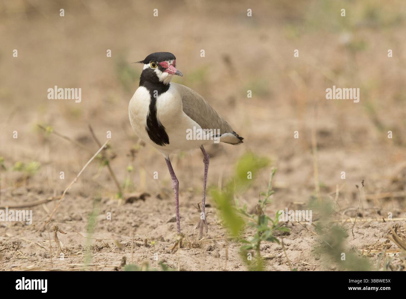 Black-headed Lapwing (Vanellus tectus), Gambia, Africa Stock Photo - Alamy