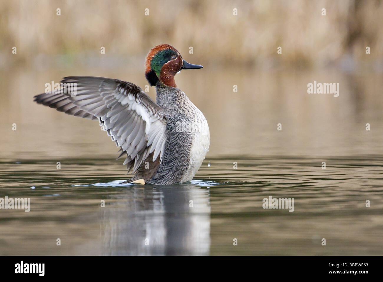 Eurasian Teal (Anas crecca) male, Bavaria, Germany, Europe Stock Photo ...