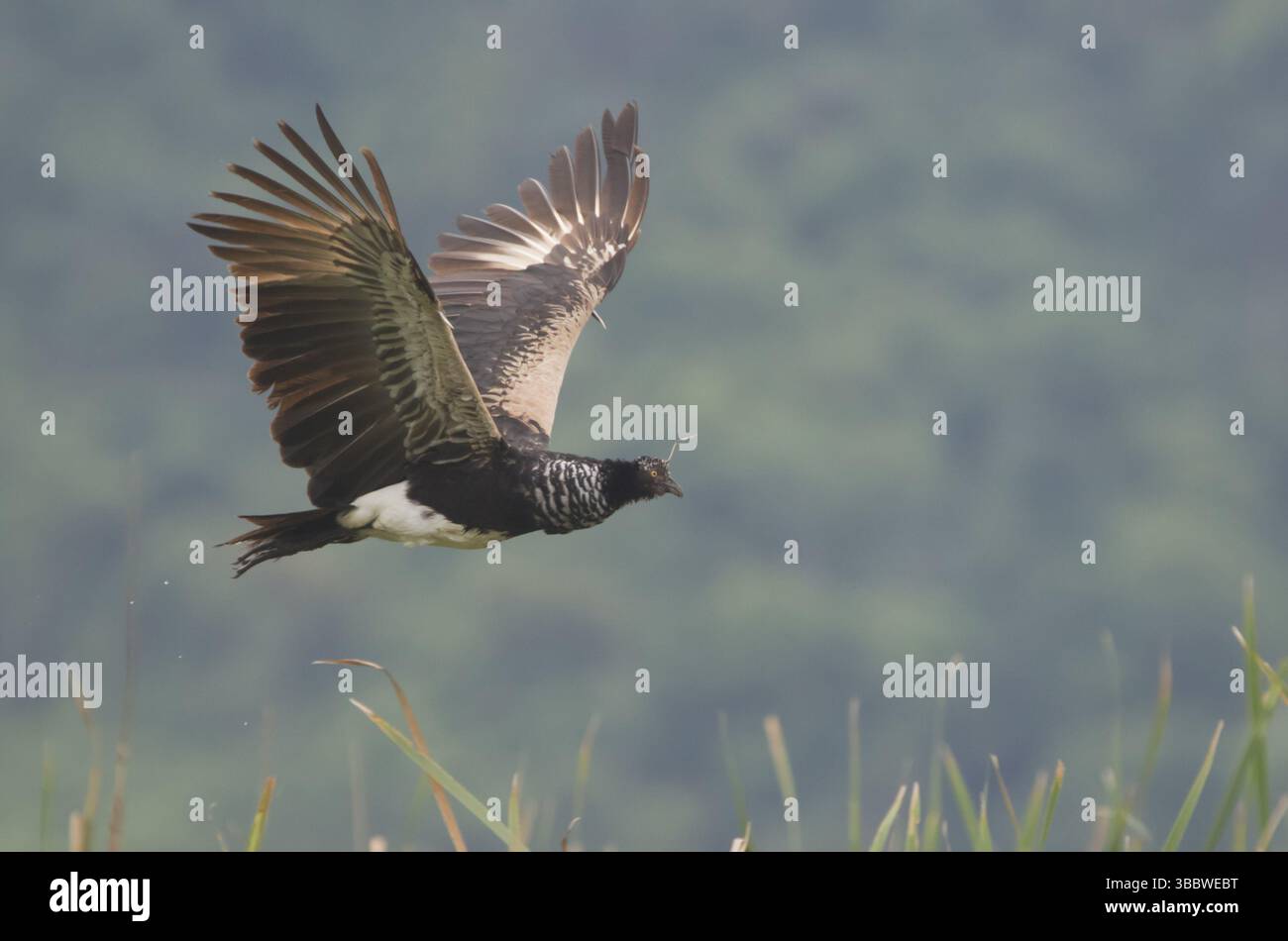 Horned Screamer (Anhima cornuta) flying, Guayas, Ecuador, South America ...