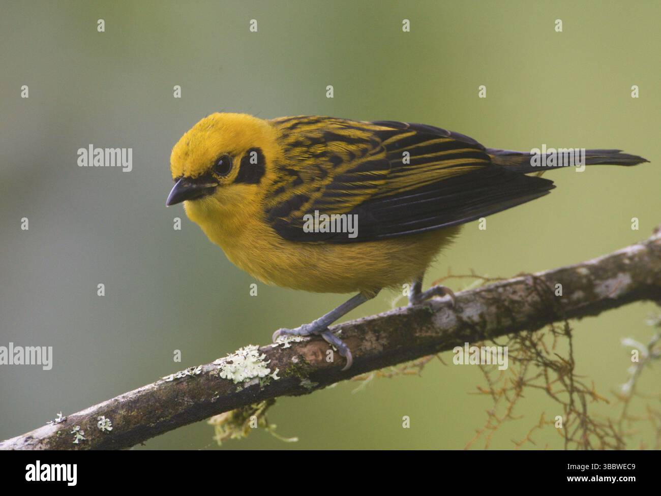 Golden Tanager (Tangara arthus), Pichincha, Ecuador, South America ...