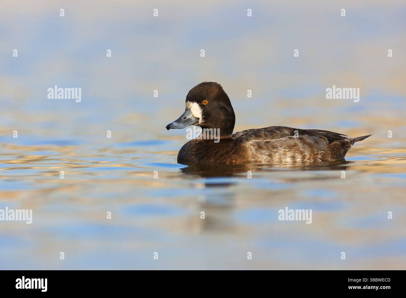 Lesser Scaup (Aythya affinis) female, British Columbia, Canada, North ...