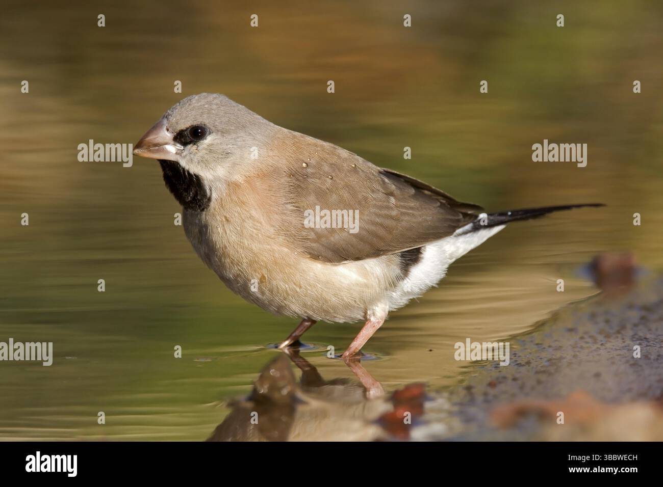 Long-tailed Finch (Poephila acuticauda) juvenile, Kimberley, Western ...