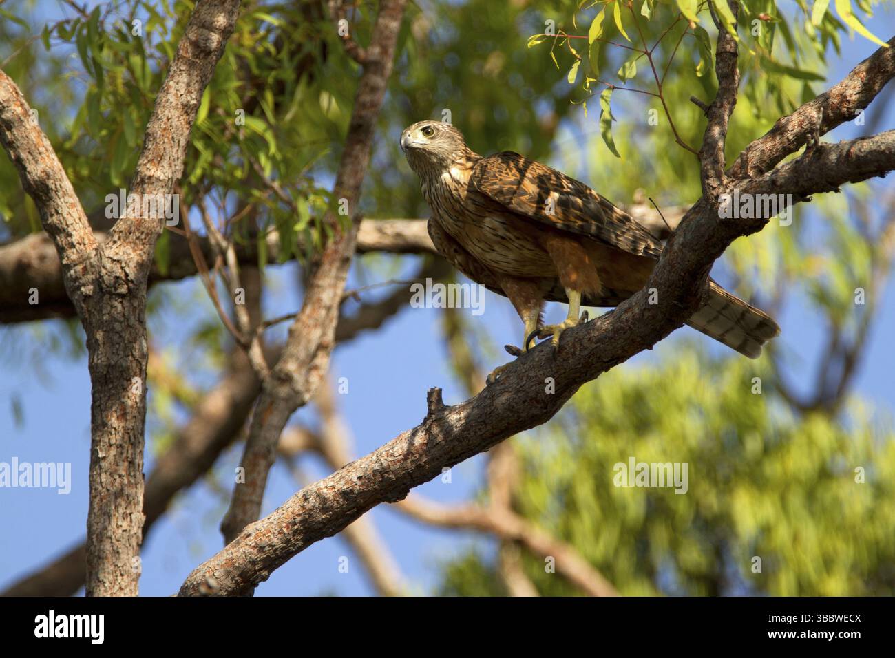 Red Goshawk (Erythrotriorchis radiatus), Queensland, Australia, Oceania ...