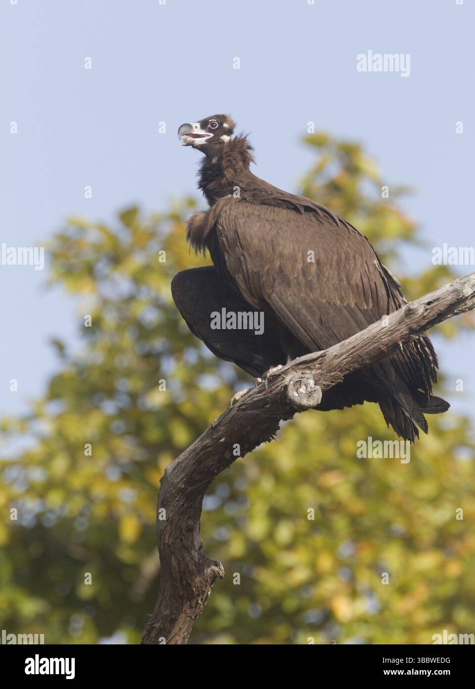 Cinereous Vulture (Aegypius monachus), Uttarakhand, India, Asia Stock ...