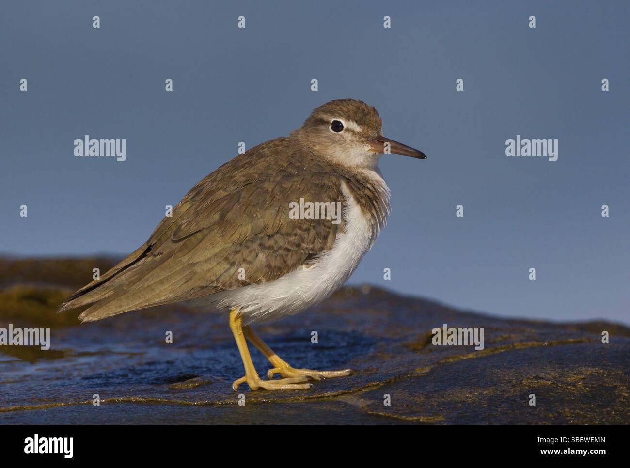 Spotted Sandpiper (Actitis macularius), California, USA, North America ...