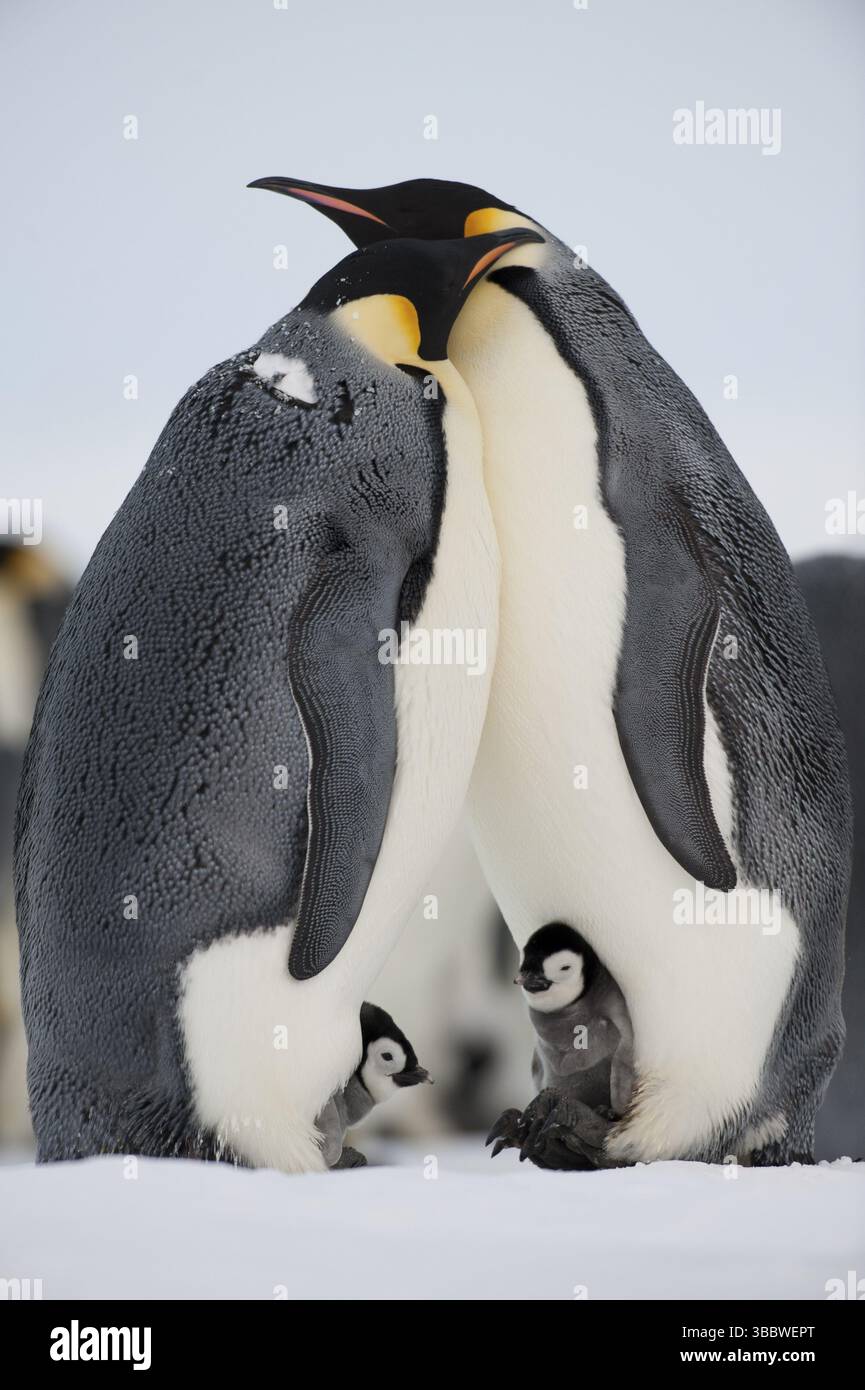 Emperor Penguin (Aptenodytes forsteri) with chick, Queen Maud Land ...