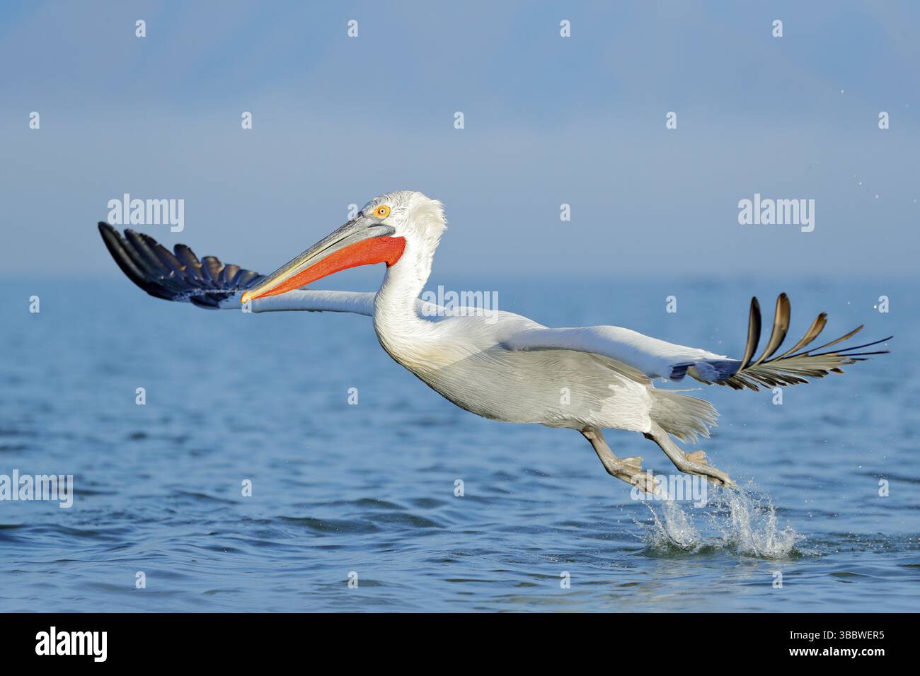 Dalmatian pelican, Pelecanus crispus, in Lake Kerkini, Greece. Palican ...