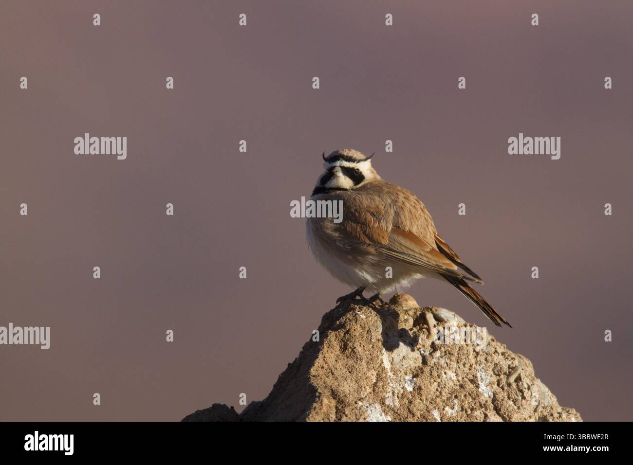 Temminck's Lark (Eremophila bilopha), Morocco, Africa Stock Photo - Alamy