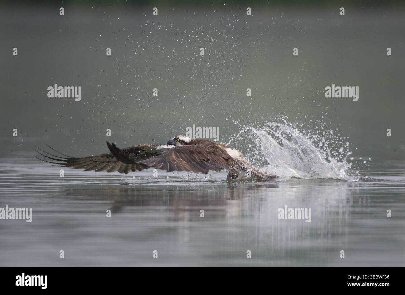 Western Osprey (Pandion haliaetus) flying, Mecklenburg-Western ...