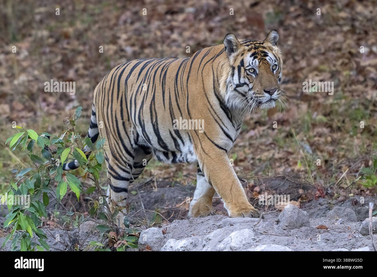 Tiger (Panthera tigris), Bengal tiger or Indian tiger, big cat ...