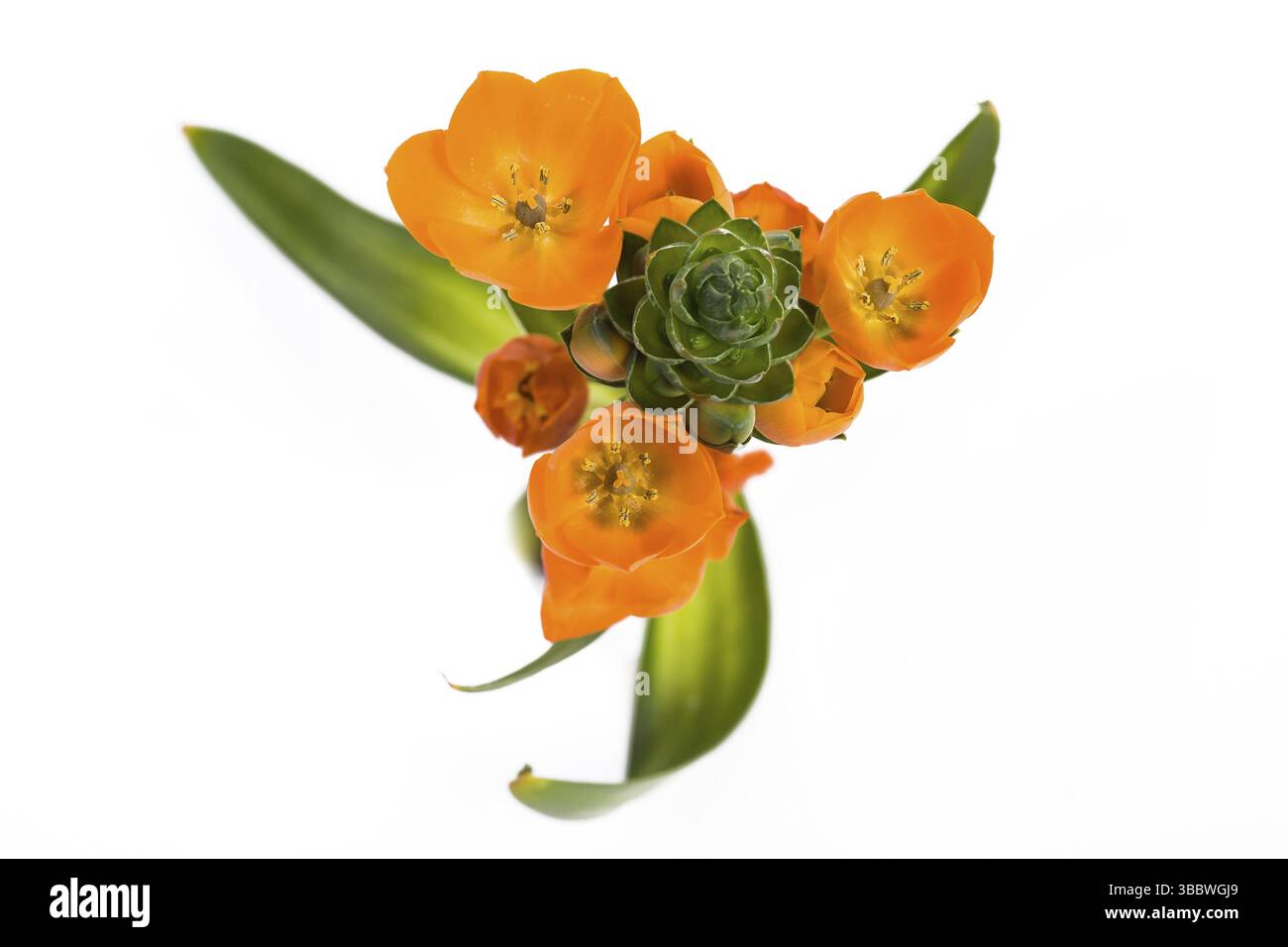 The Ornithogalum dubium flower in front of white background Stock Photo ...