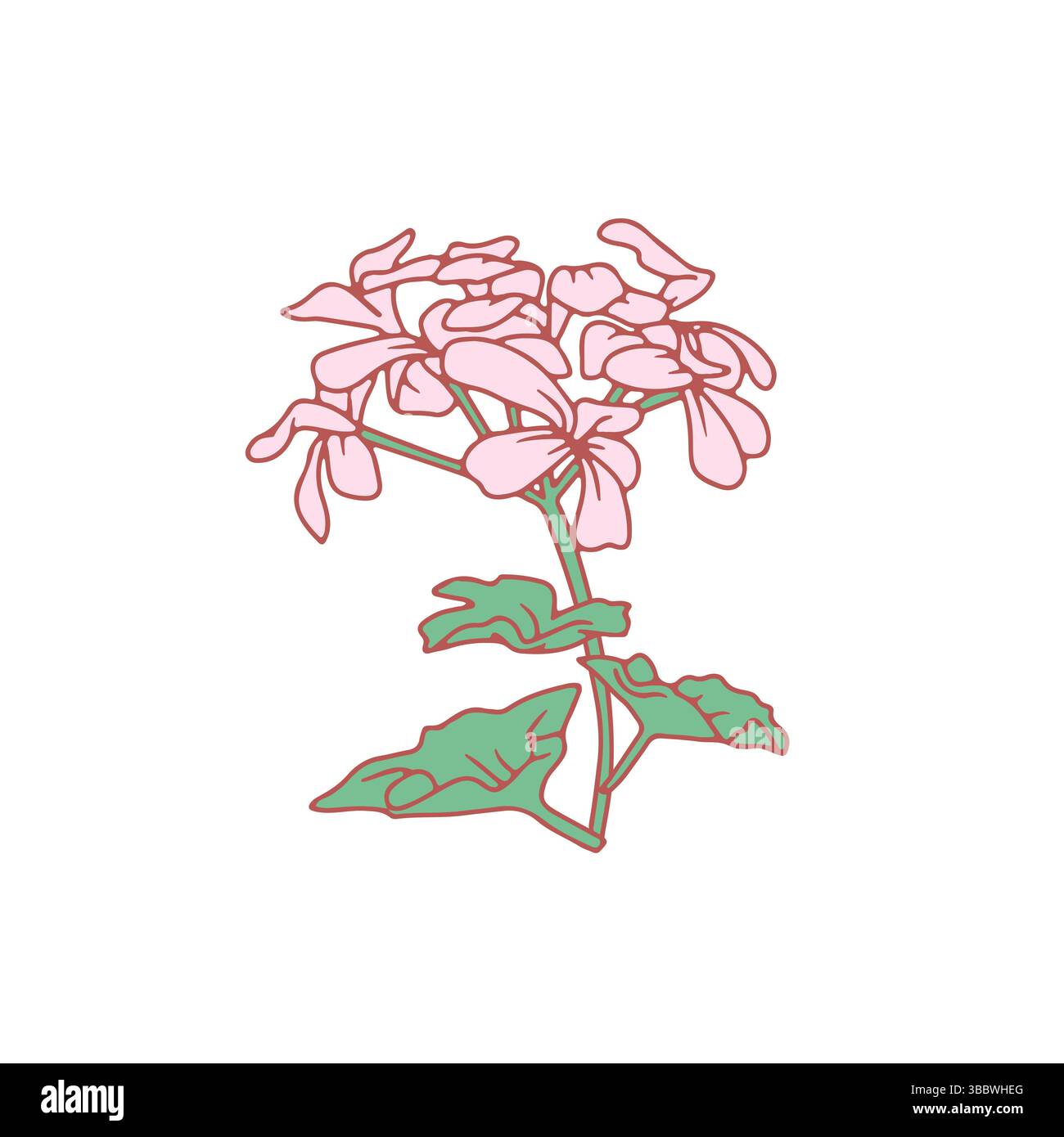 Hand drawn line art pink geranium flower isolated on white background ...