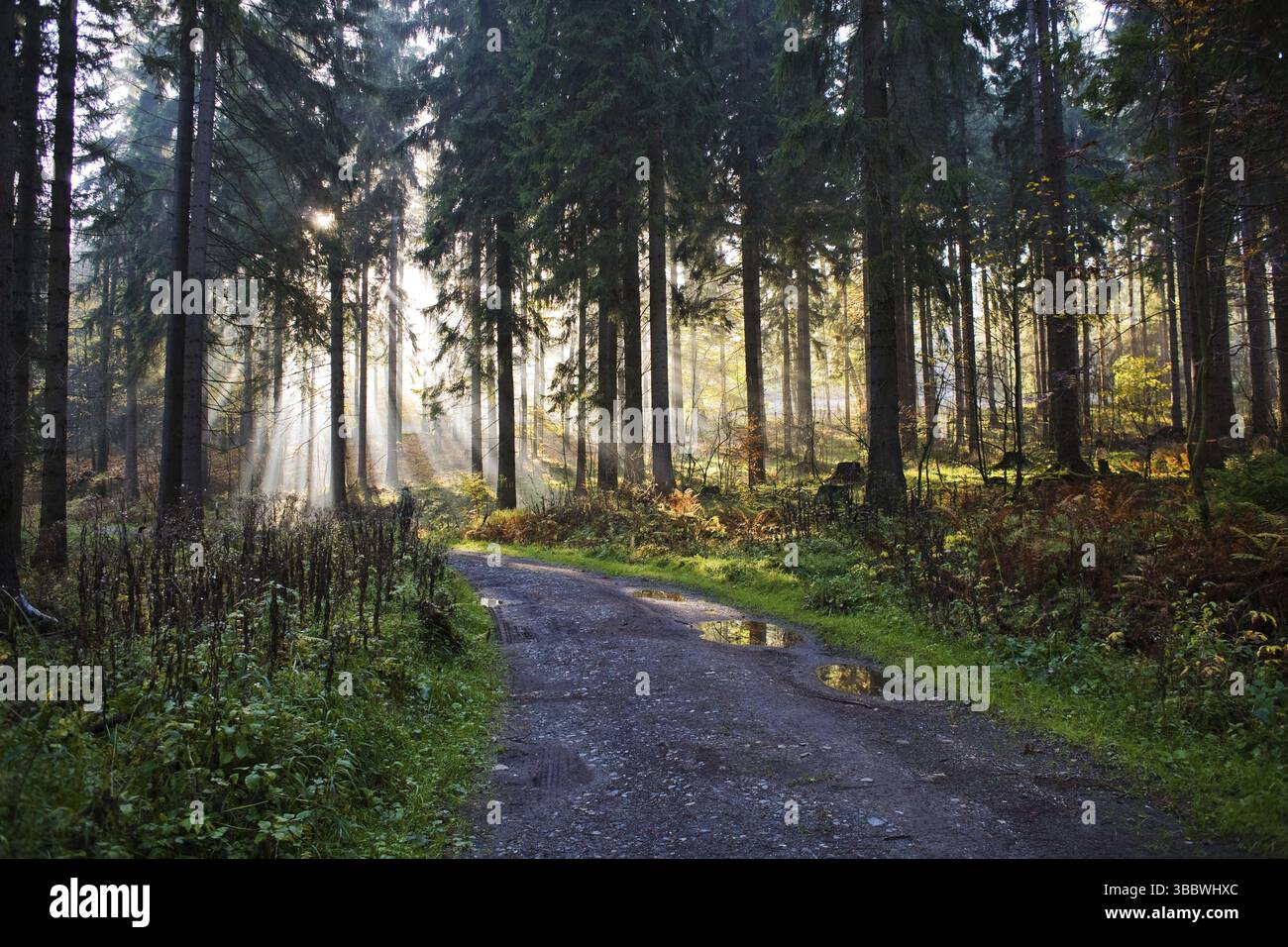 The autumn forest scene. A walk in the woods Stock Photo - Alamy
