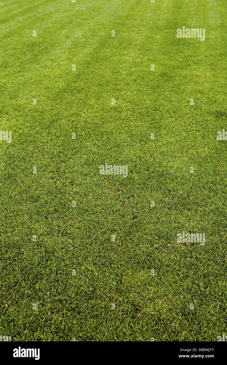 Close-up shut of a soccer field surface Stock Photo - Alamy