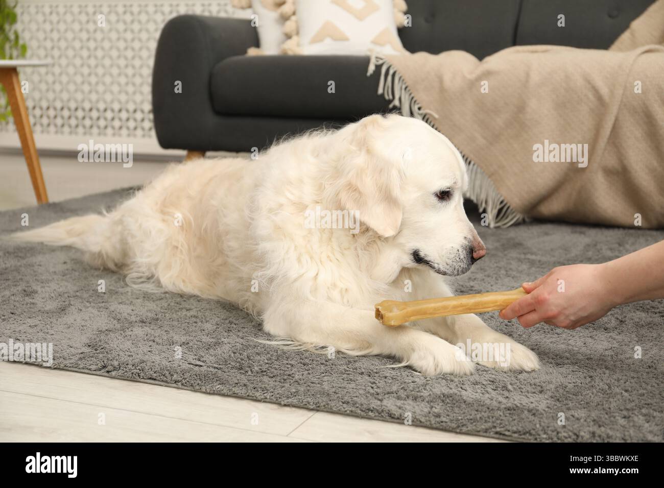 Hand owner giving bone hi-res stock photography and images - Alamy