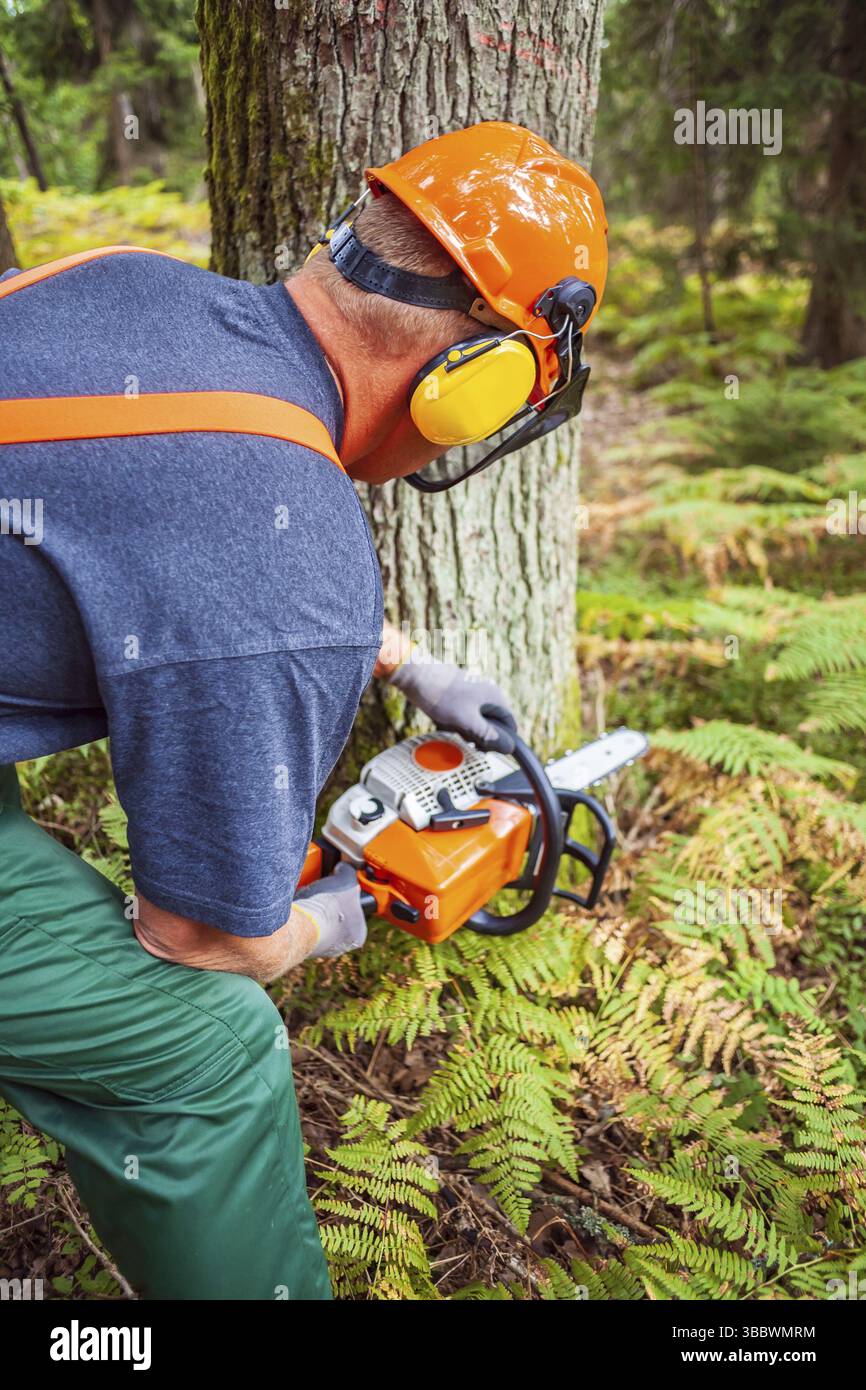 A woodcutter at work in the forest Stock Photo - Alamy