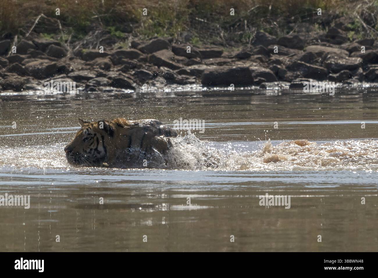 Tiger (Panthera tigris), Bengal tiger or Indian tiger, big cat ...