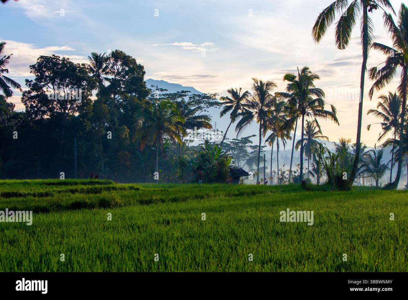 Rice fields in the morning hi-res stock photography and images - Alamy
