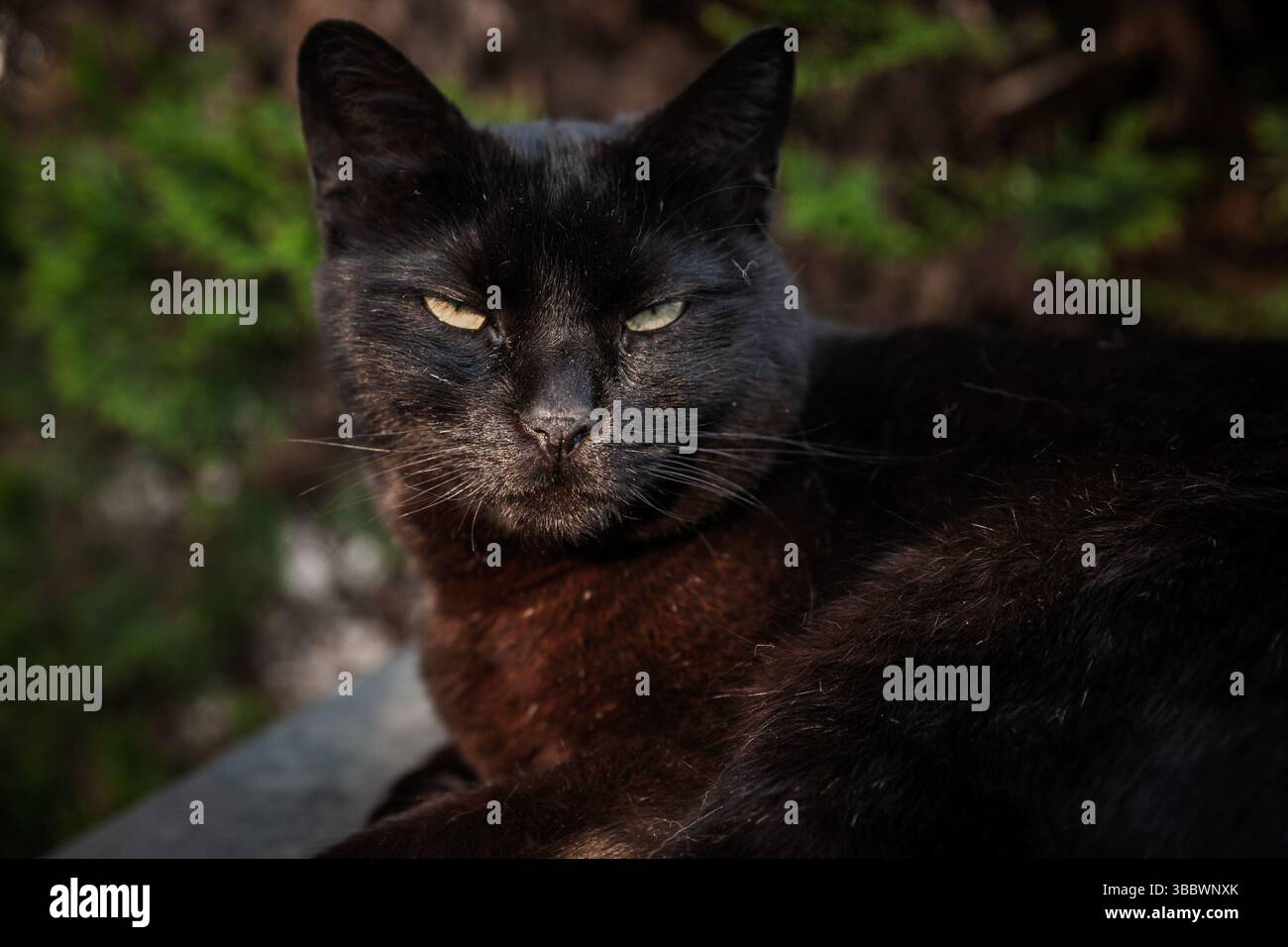 Close portrait of a reclining stray black cat in Serbia, its pale green ...