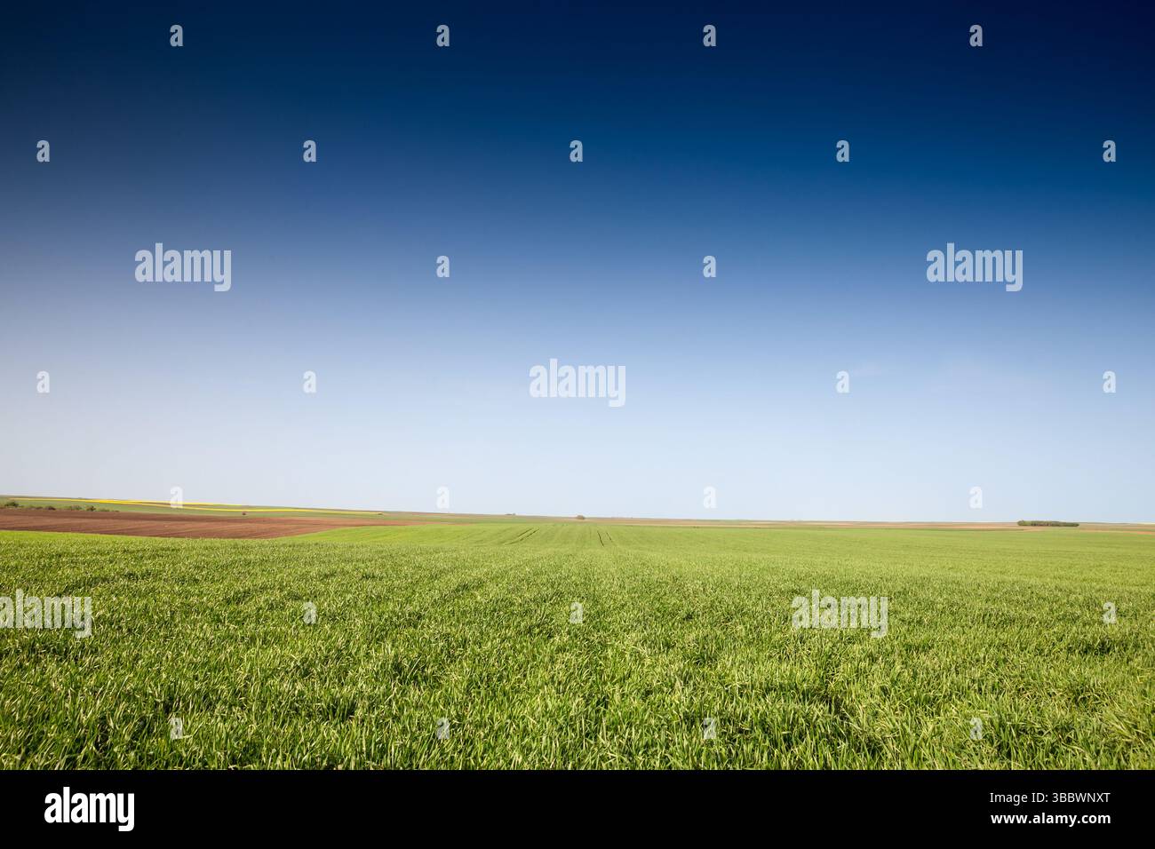 Vast green wheat field on the flat plains of Vojvodina, northern Serbia ...