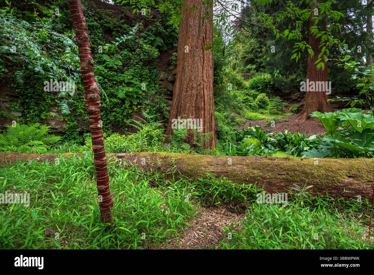 Impressive trunks of the Giant Redwood trees, with a red and shiny ...