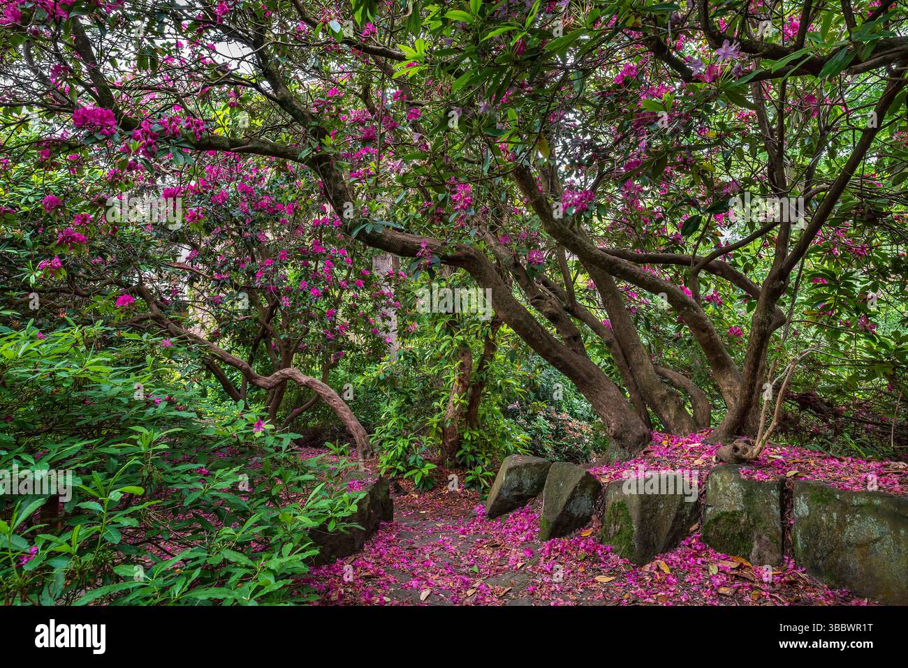 Large pink-purple Rhododendron bushes in the Japanese section at the ...