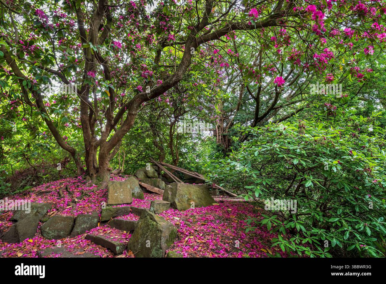 Large pink-purple Rhododendron bushes in the Japanese section at the ...