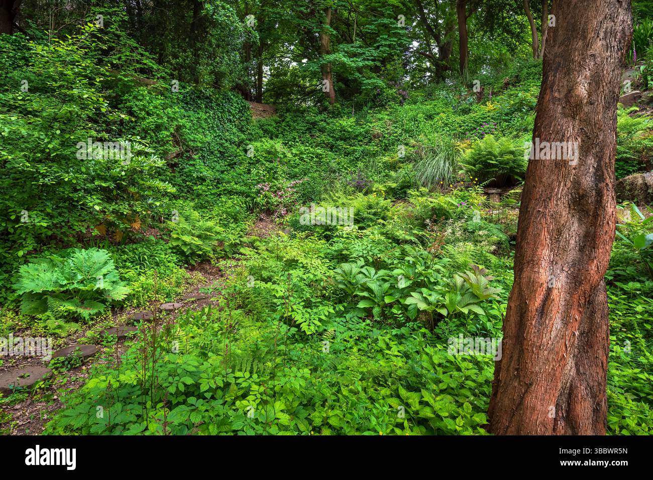 Red Maple (Acer rubrum) trunk and ferns in Whinfell Quarry Garden in ...