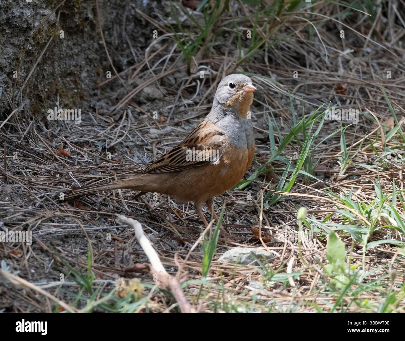Cretzschmars bunting on ground hi-res stock photography and images - Alamy