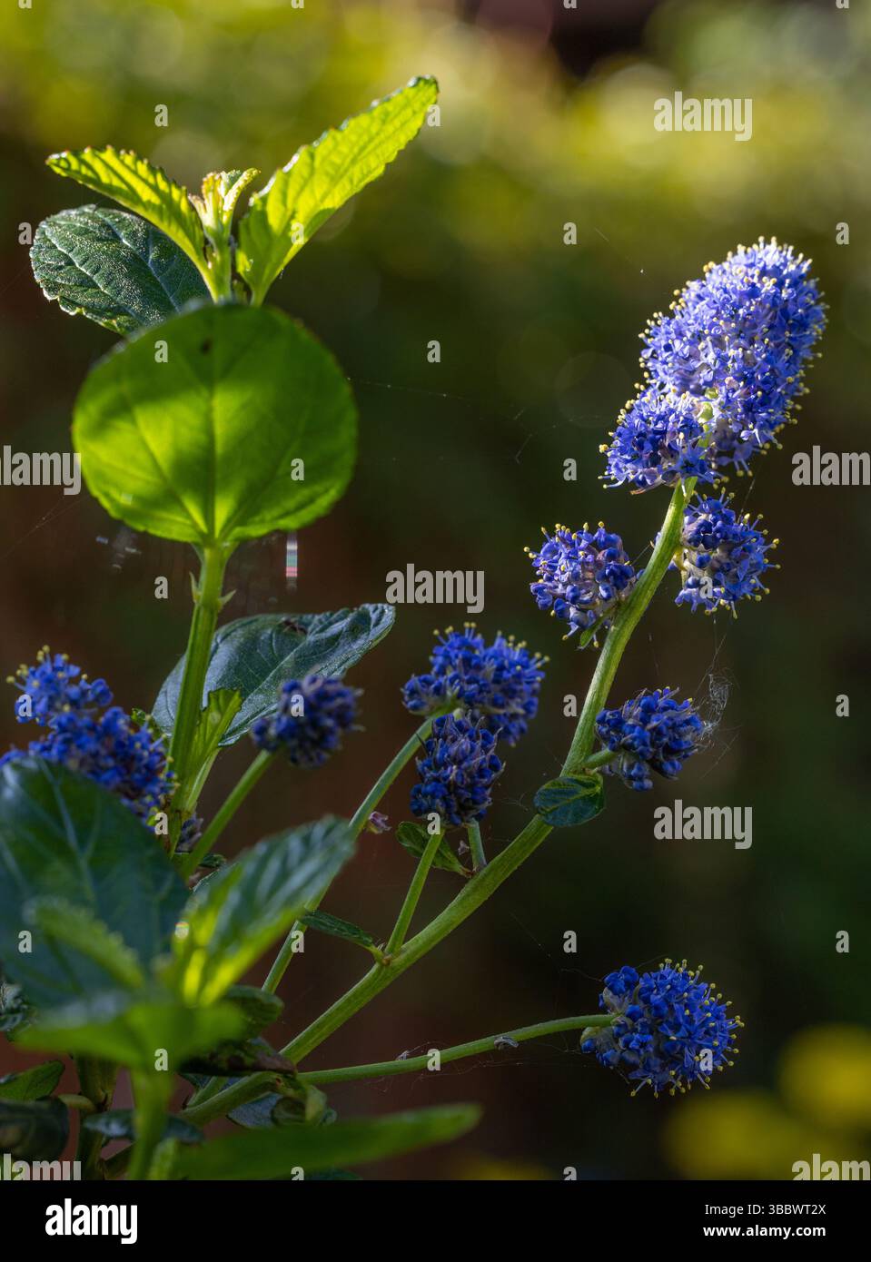 Ceanothus blue hi-res stock photography and images - Alamy