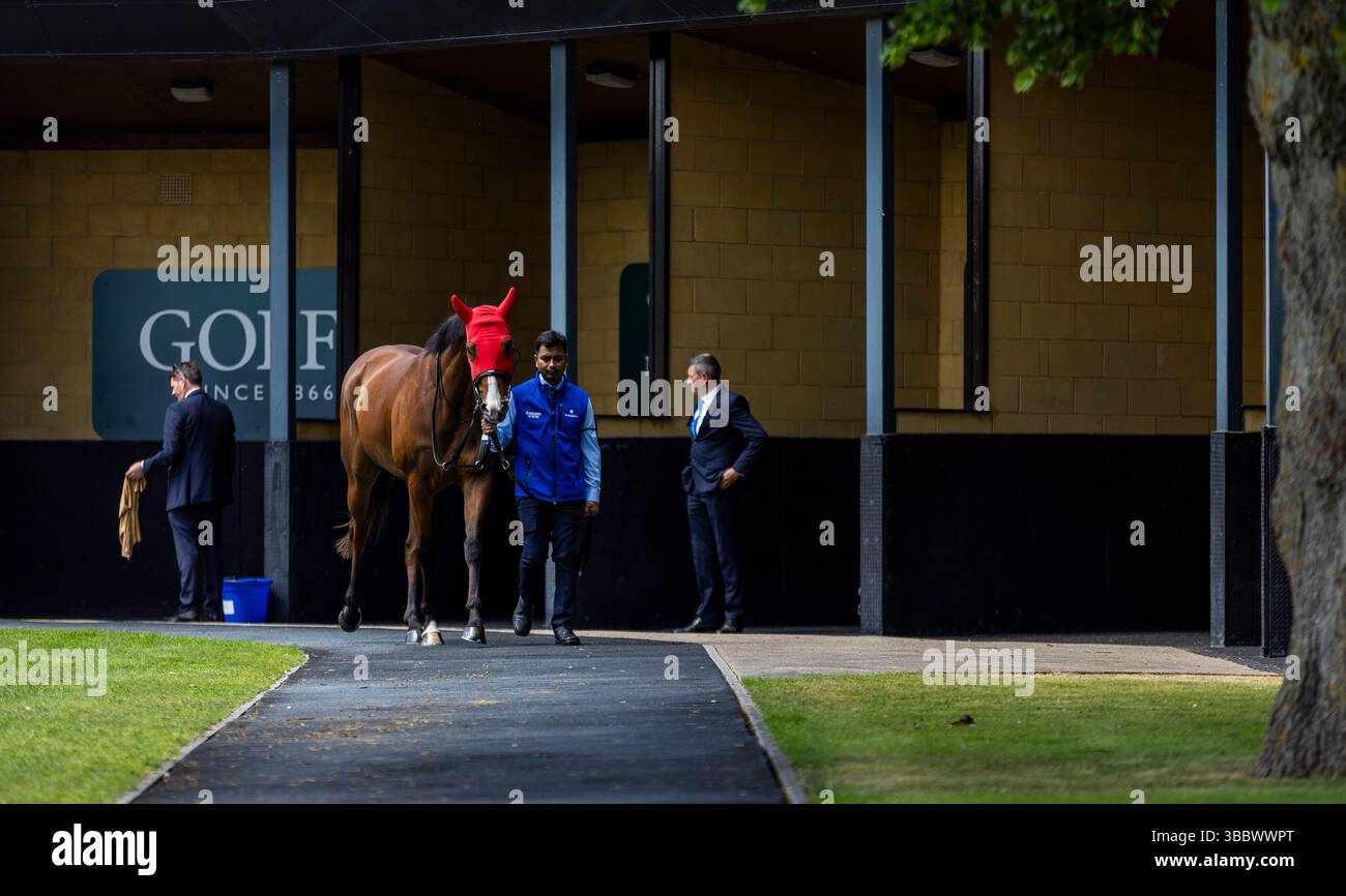 El Cordobes in the pre parade ring before the Sky Sports Racing Aston ...