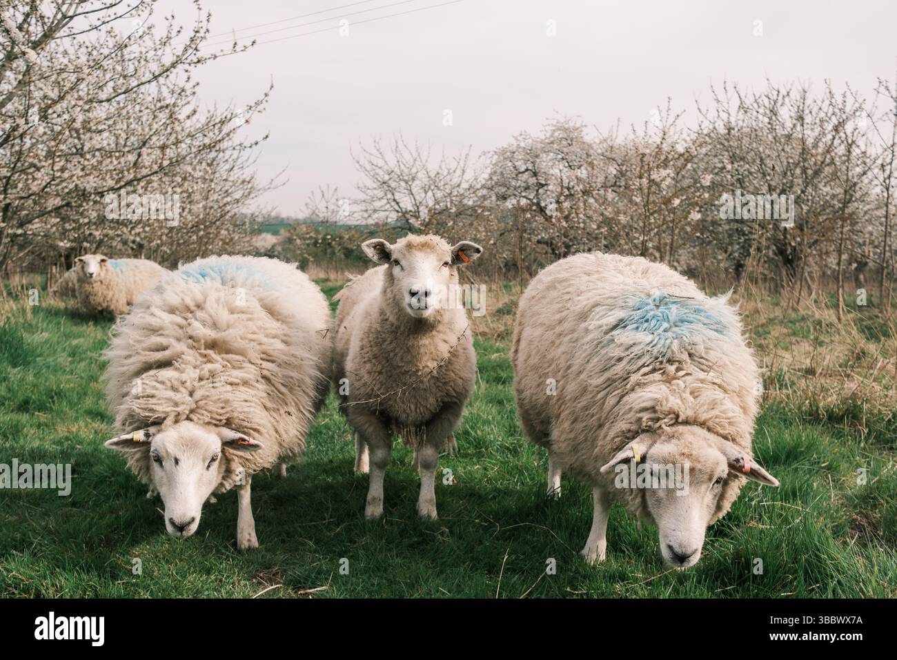 Close sheep 3 hi-res stock photography and images - Alamy