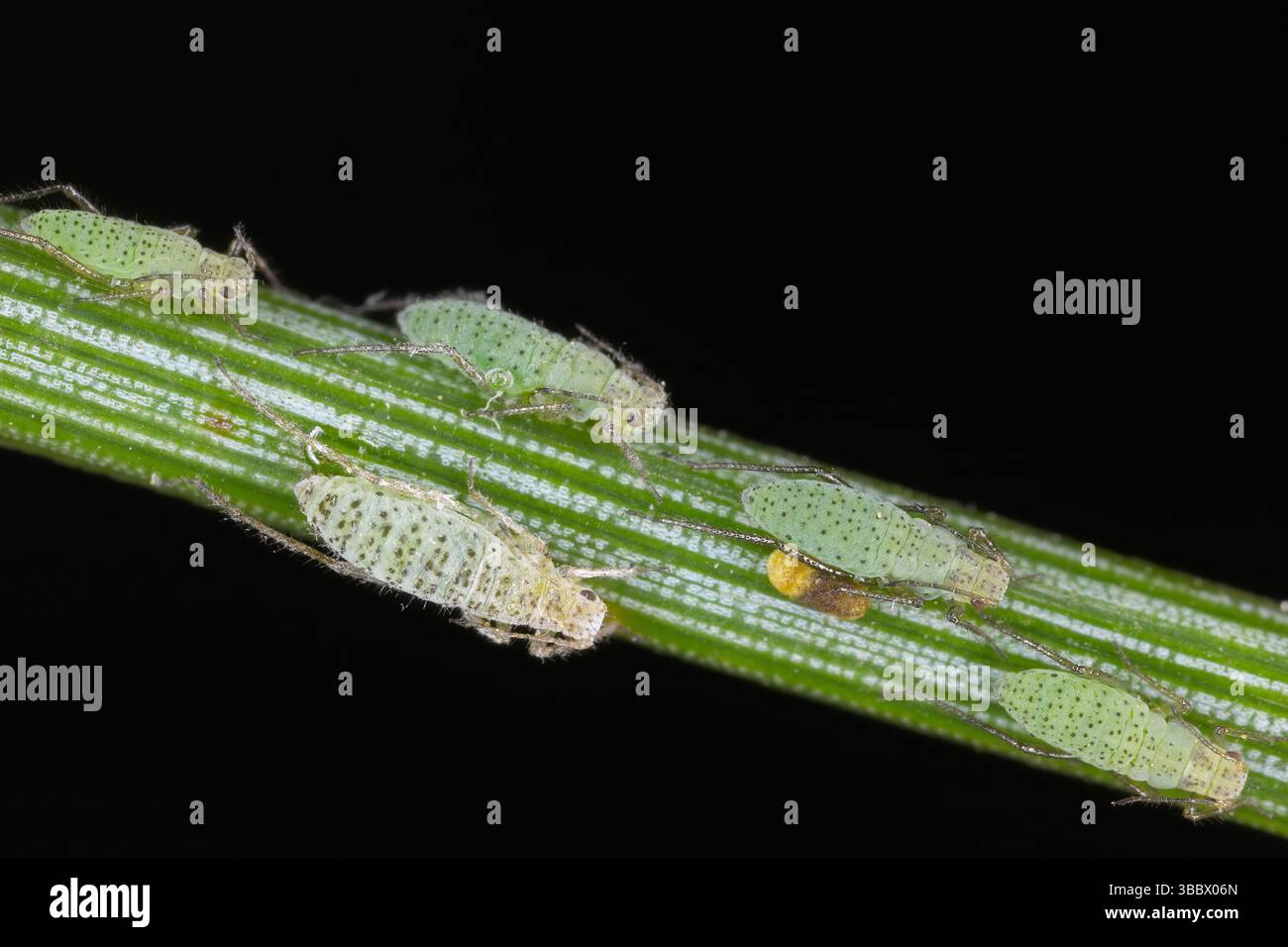 Pine needle aphid (Eulachnus sp.). A tiny, wingless aphid on a pine (Pinus sylvestris) needle ...
