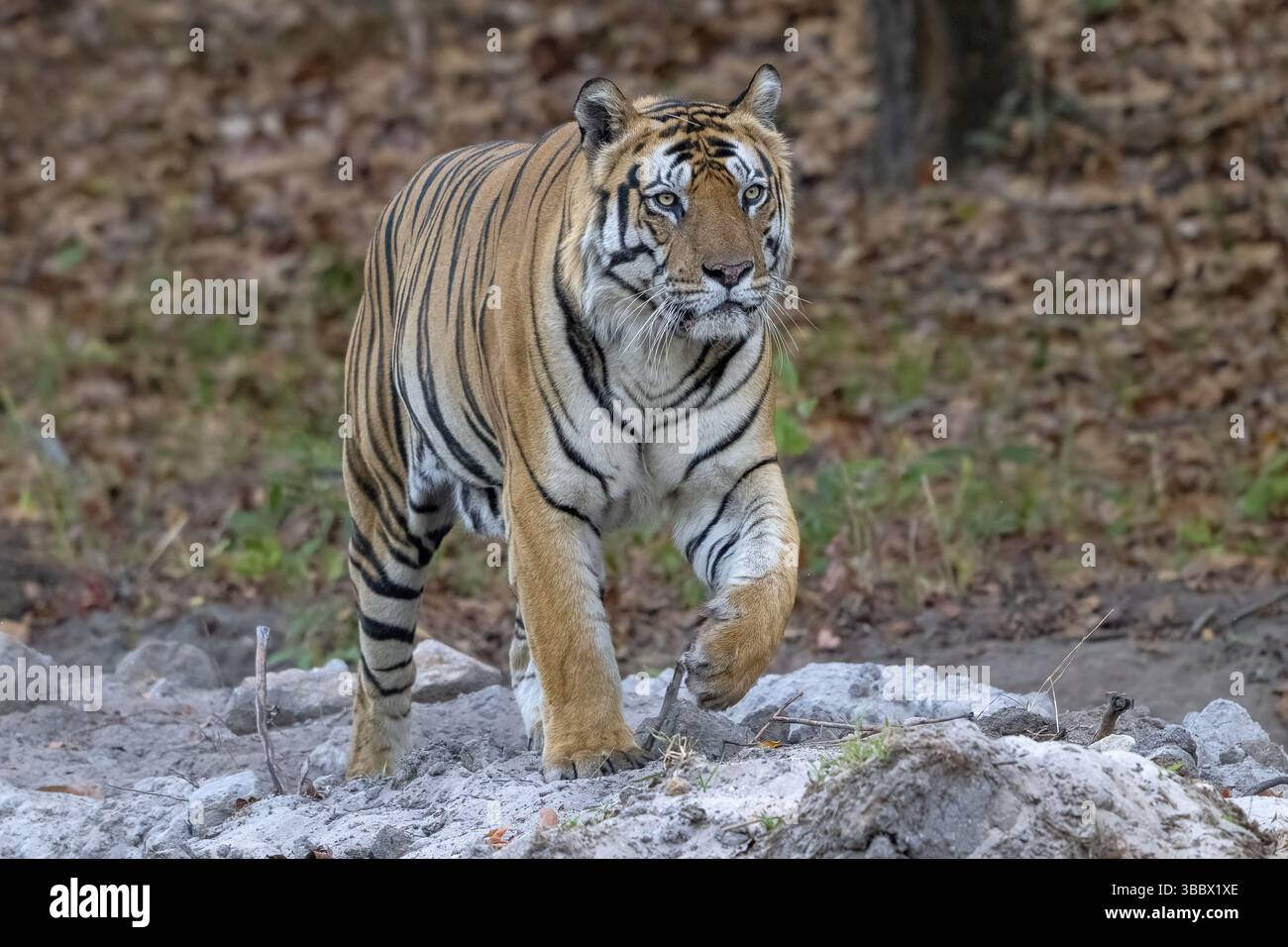 Tiger (Panthera tigris), Bengal tiger or Indian tiger, big cat ...