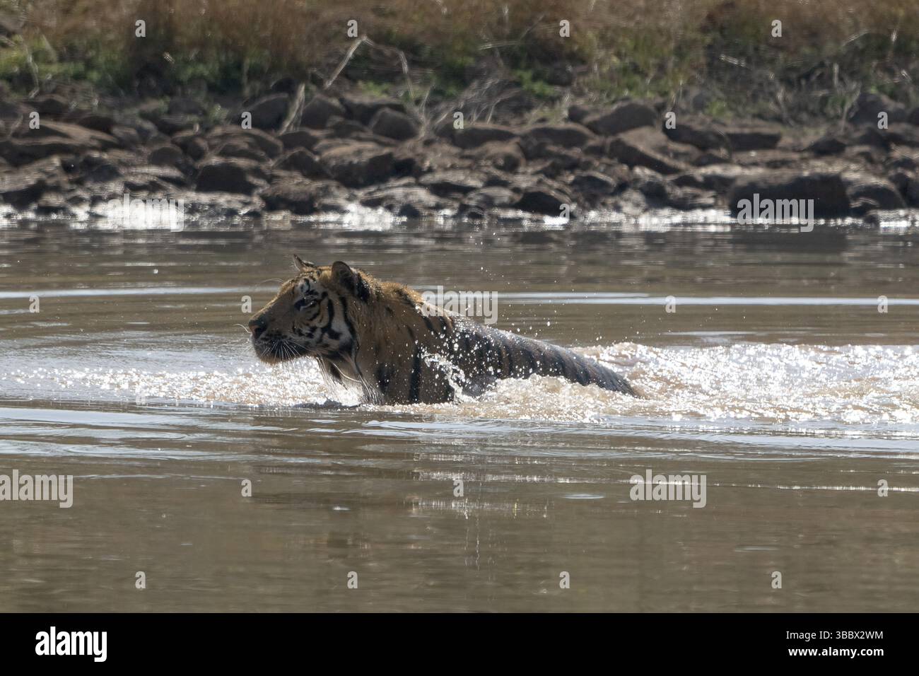 Tiger (Panthera tigris), Bengal tiger or Indian tiger, big cat ...