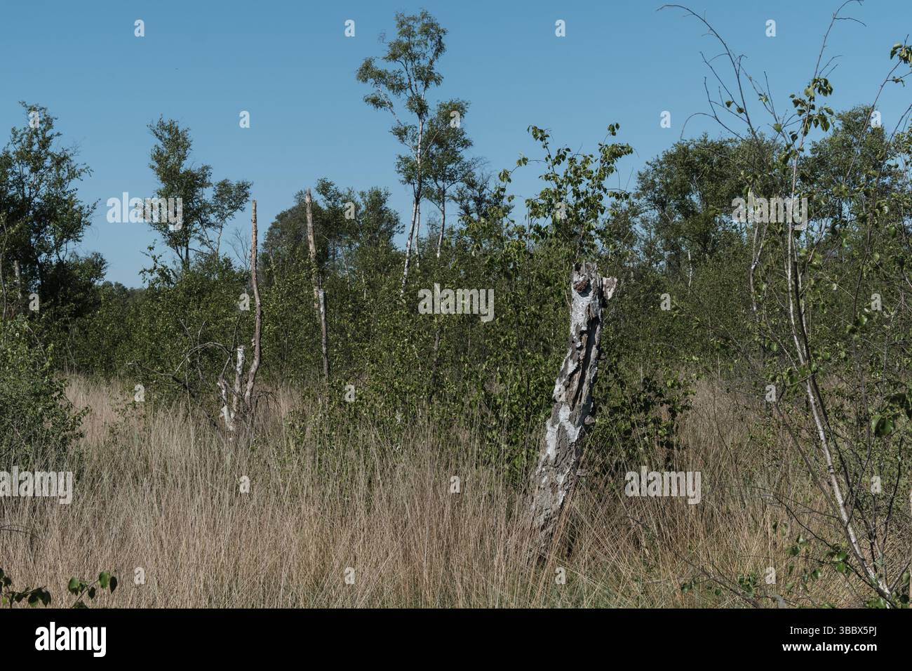 Dry grass and dead trees are growing in a field under a clear blue sky ...