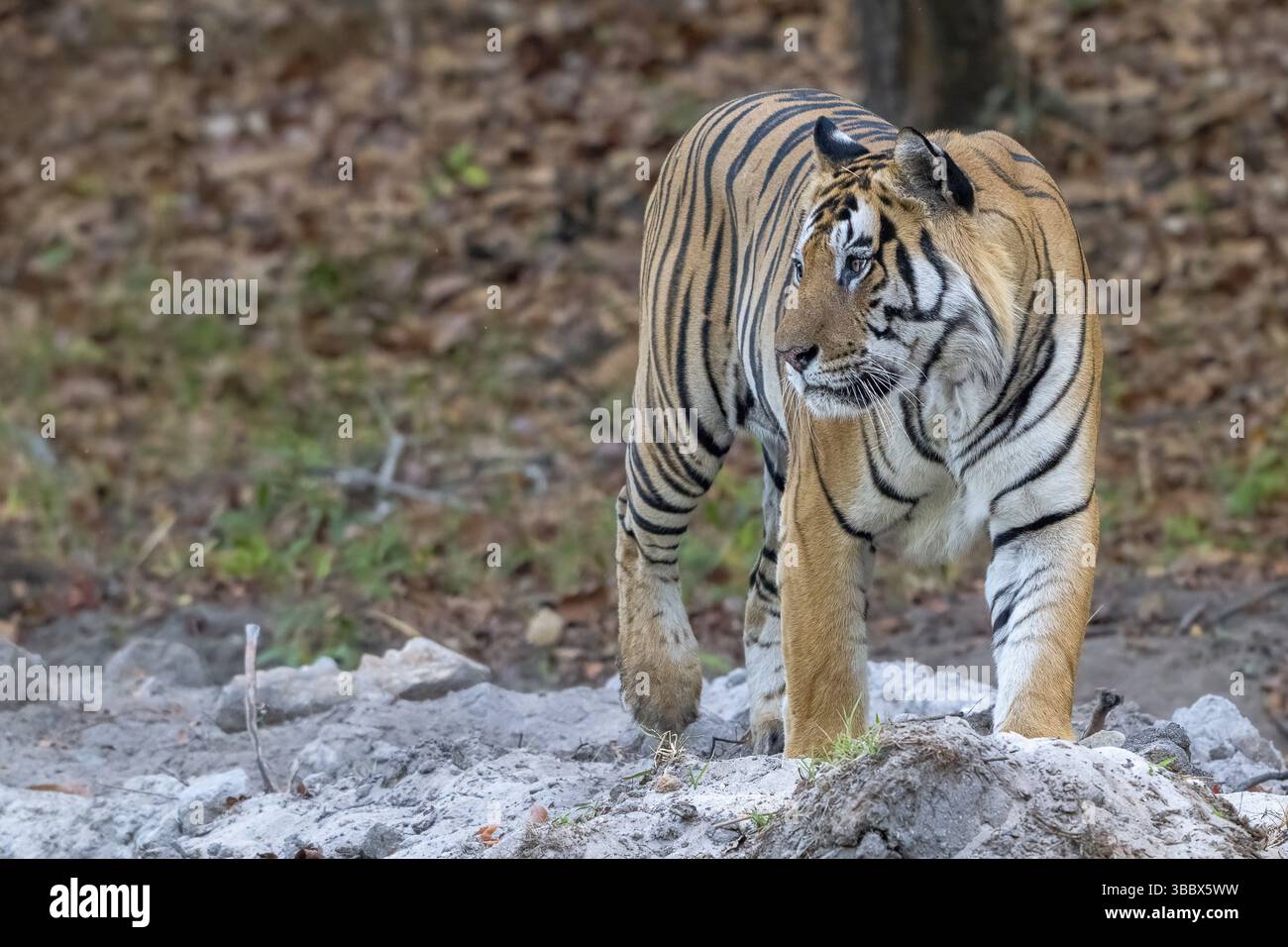 Tiger (Panthera tigris), Bengal tiger or Indian tiger, big cat ...