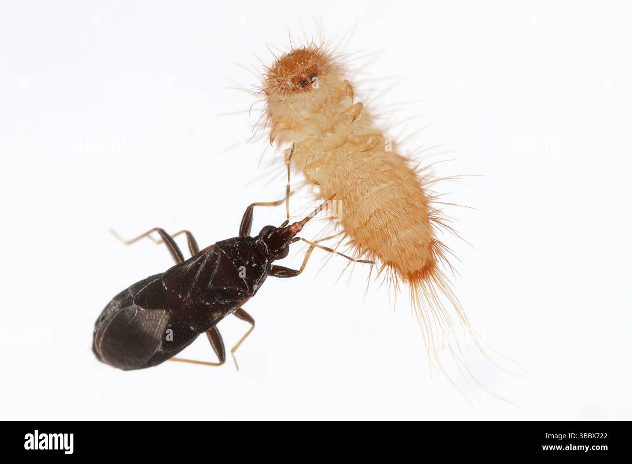 Biological invasion Cut Out Stock Images & Pictures - Alamy