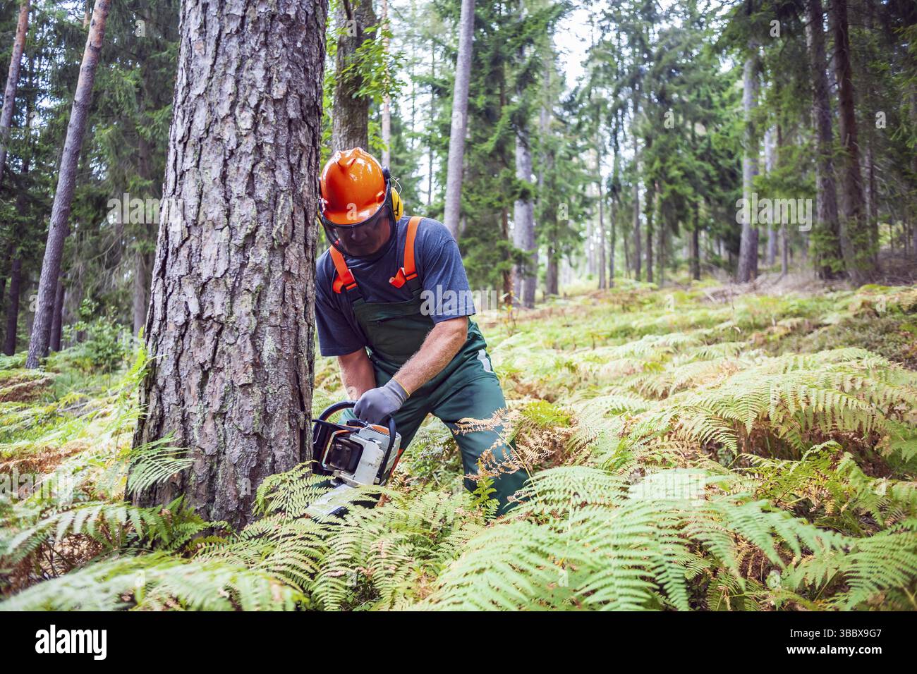 A woodcutter at work in the forest Stock Photo - Alamy