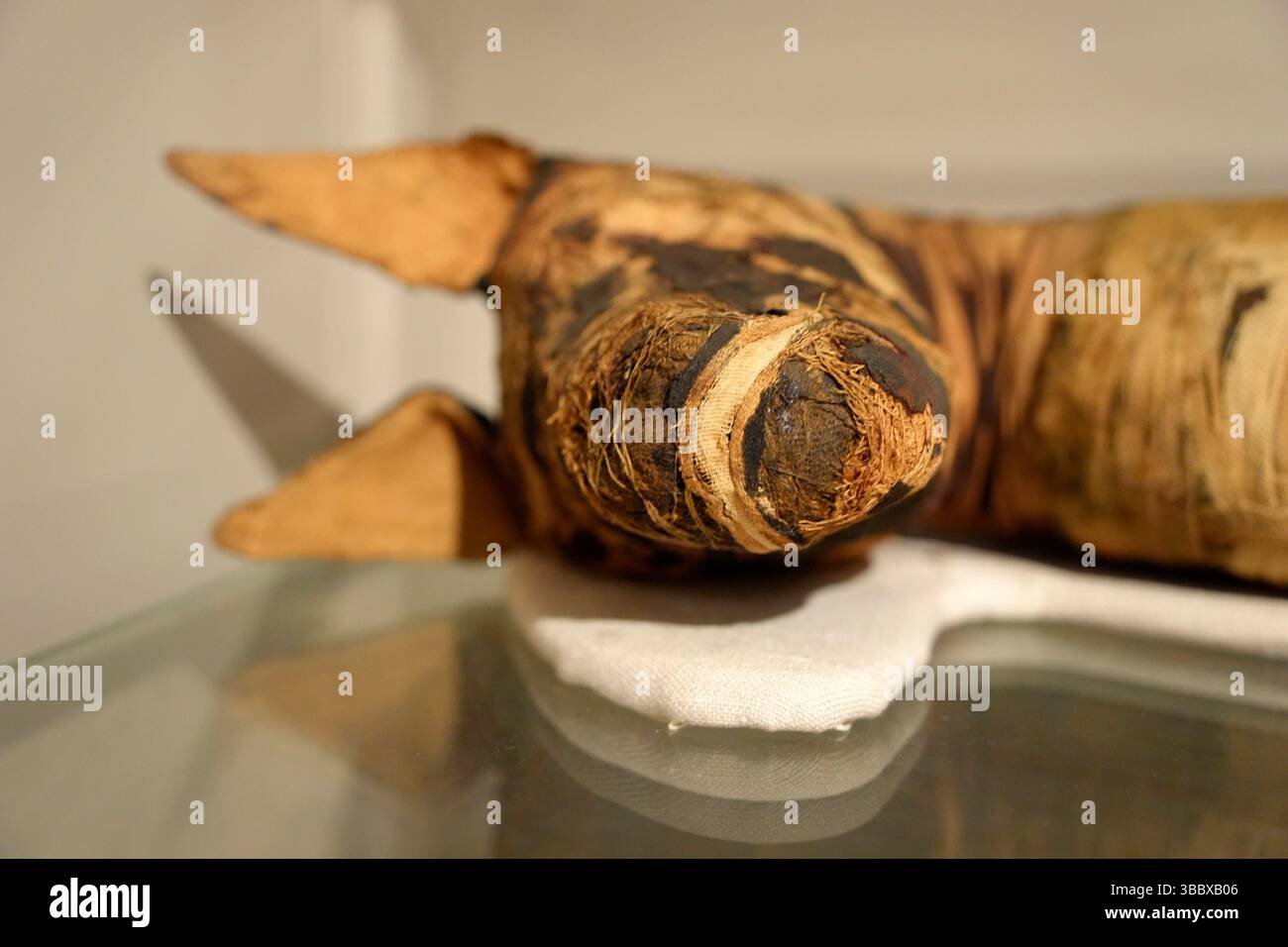 TURIN, ITALY - MAY 14 2025 - Dog Mummy The Egyptian museum is ...