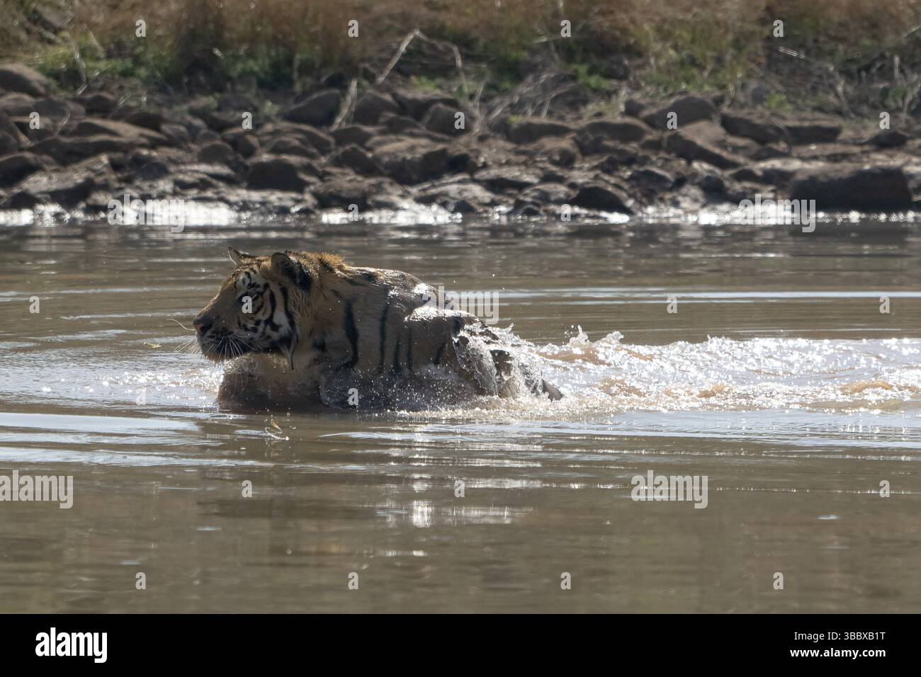 Tiger (Panthera tigris), Bengal tiger or Indian tiger, big cat ...
