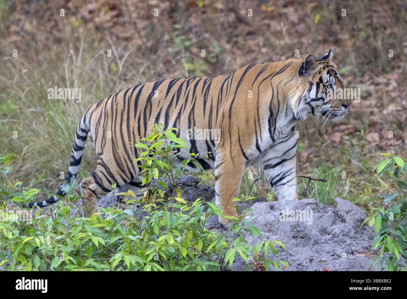 Tiger (Panthera tigris), Bengal tiger or Indian tiger, big cat ...