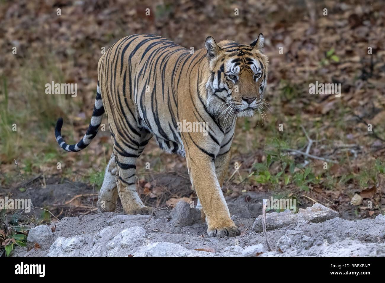 Tiger (Panthera tigris), Bengal tiger or Indian tiger, big cat ...