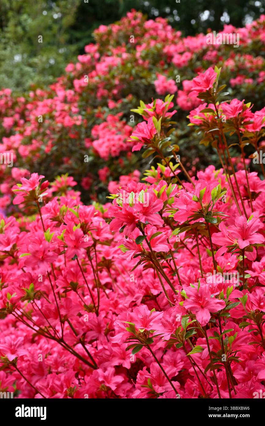 Bright red spring flowers of Azalea macrostemon also called ...