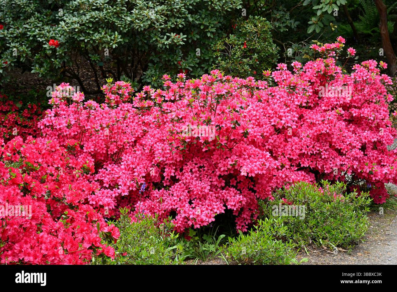 Bright red spring flowers of Azalea macrostemon also called Rhododendron japonicum Stock Photo ...