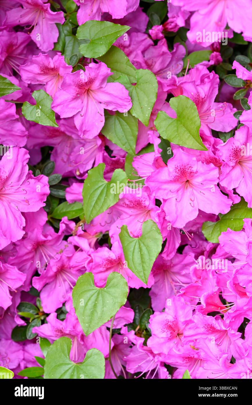 Bright pink spring flowers of azalea or rhododendron with heart shaped ...