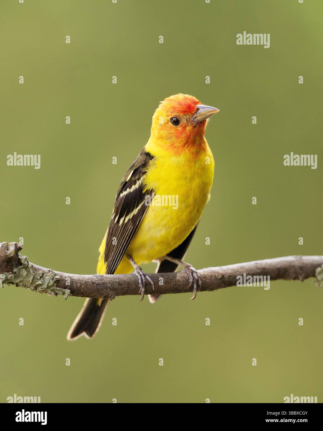 Male Western Tanager with oak forest background Stock Photo - Alamy