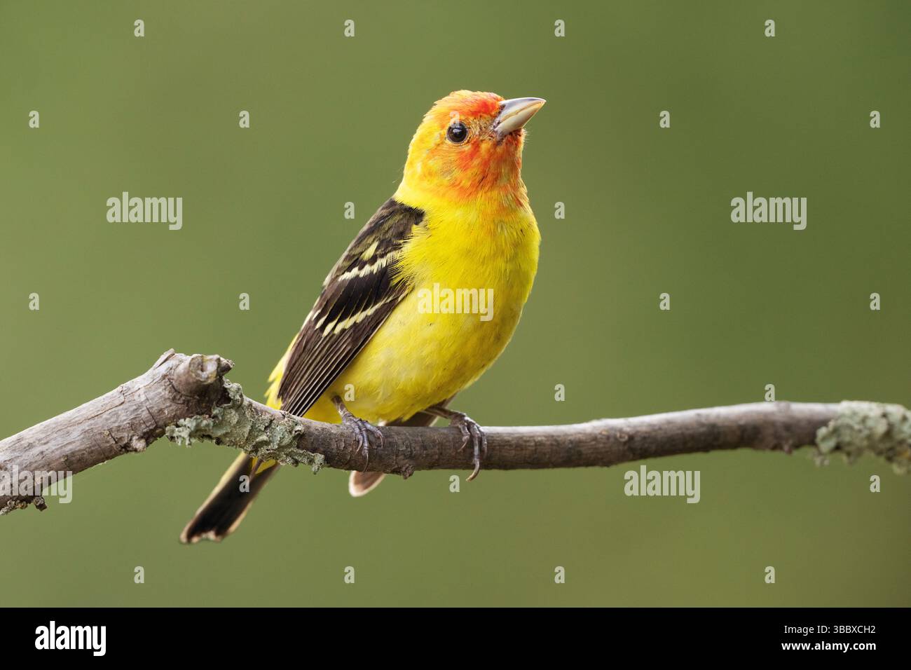 Male Western Tanager with oak forest background Stock Photo - Alamy