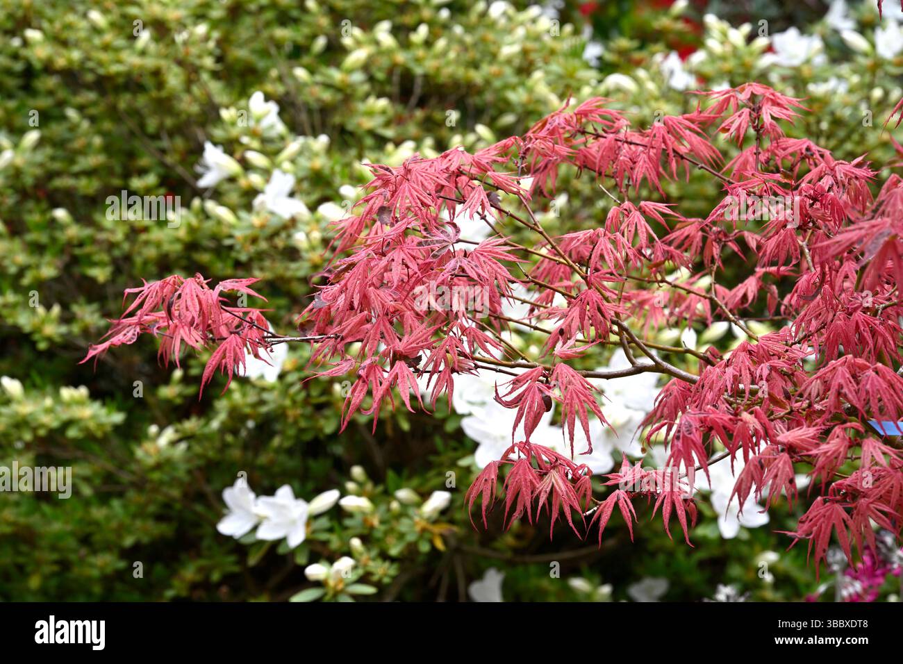 Deep pink spring foliage of Japanese maple tree, Acer palmatum 'Pink ...