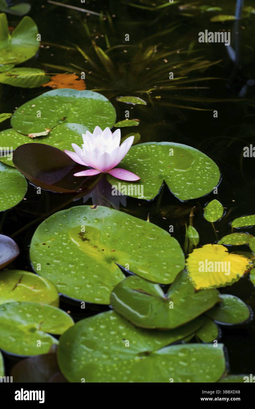 Lotus flower over a pond in a garden Stock Photo - Alamy